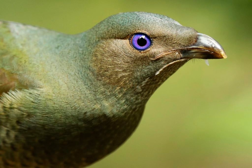 Atherton Tablelands gallery of birds