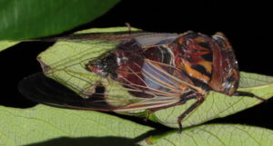 Cicadas | Atherton Birdwatchers Cabin