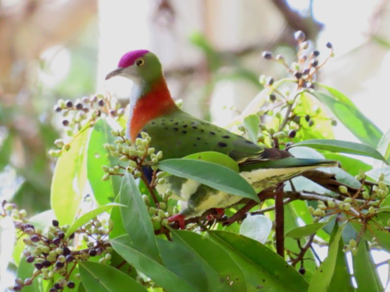 A “tough” day in the life of a male Superb Fruit-dove | Atherton ...