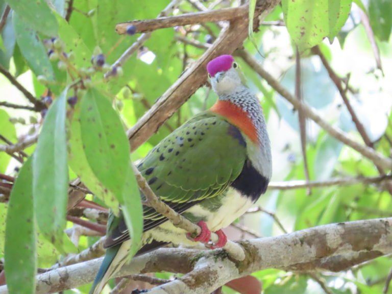 A “tough” day in the life of a male Superb Fruit-dove | Atherton ...