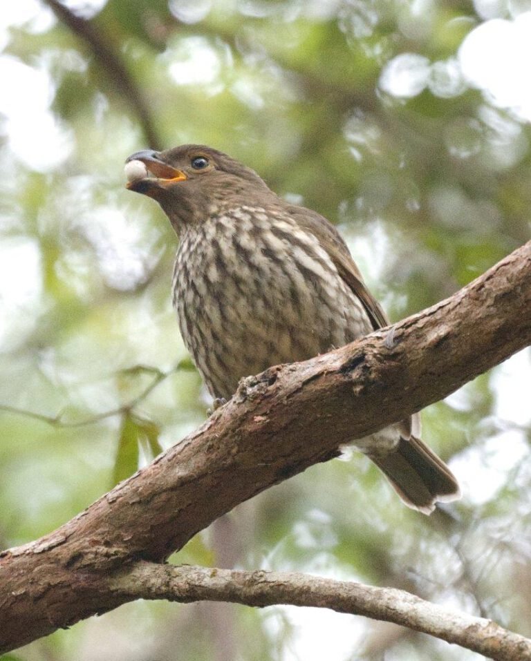 4 species of bowerbirds | Atherton Birdwatchers Cabin