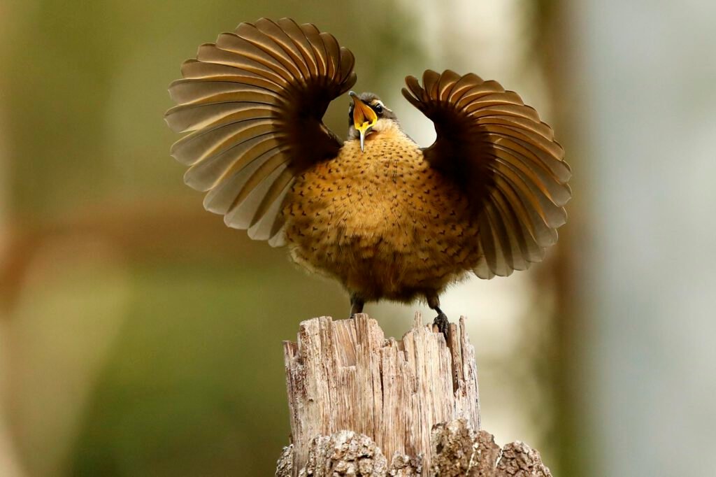 Birds and Birding at our cabin accommodation.